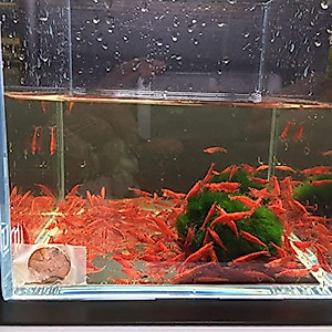 Aqua Huna Red Cherry Shrimp (Grade A) - 10 Pack