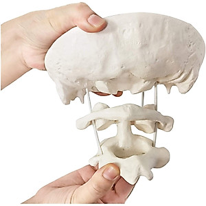 Vacoomcom Model Educational Model Occiput Model - Human Cervical Spine Model Occipital Bone Model PVC Material Atlas and Axis with Occipital Bone Model for Medical Teaching Training Aid (Color : A)
