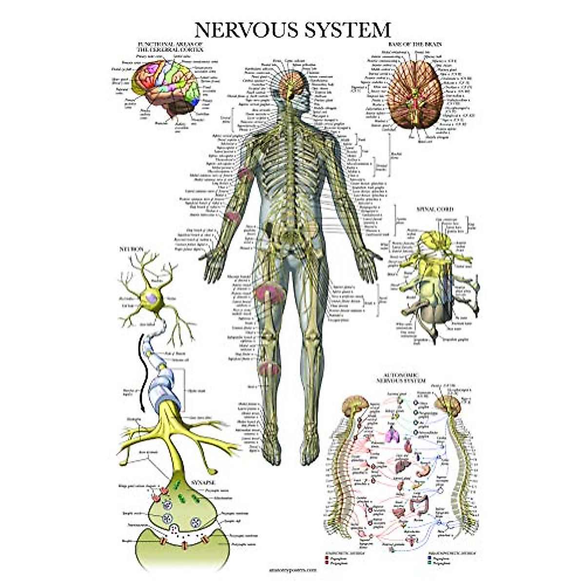 Palace Learning 3 Pack - Muscle + Skeleton + Nervous System Anatomy Poster Set - Muscular and Skeletal System Anatomical Charts - Laminated 18" x 24"
