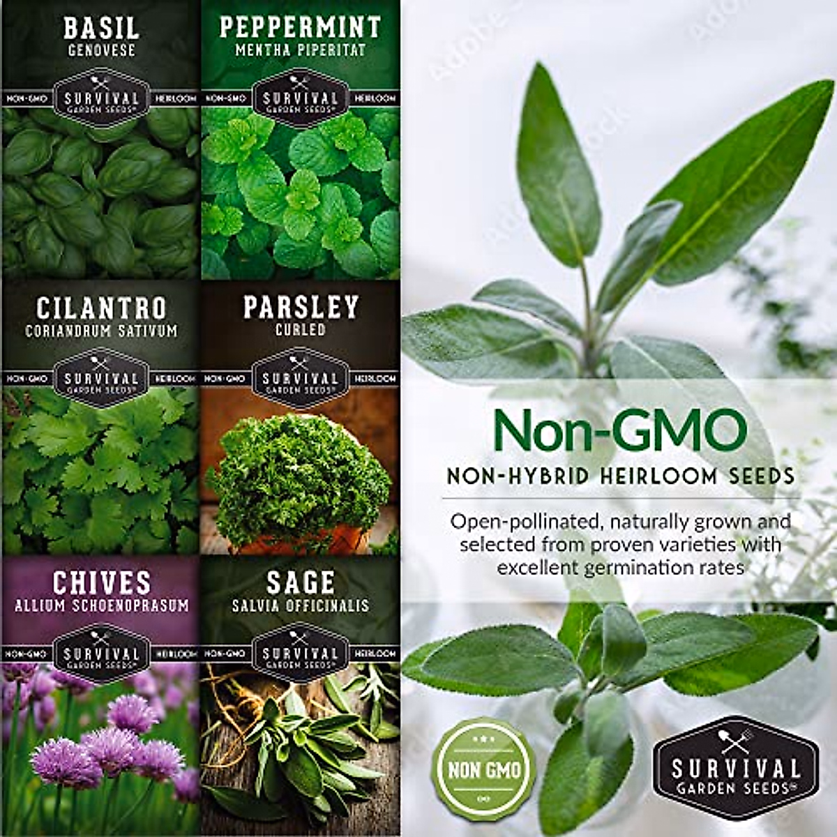 Hydroponics Herb Seed Collection for Planting - Curled Parsley, Sage, Chives, Peppermint, Cilantro & Genovese Basil Herbs for Any Indoor Gardening System- Non-GMO Heirloom Survival Garden Seeds