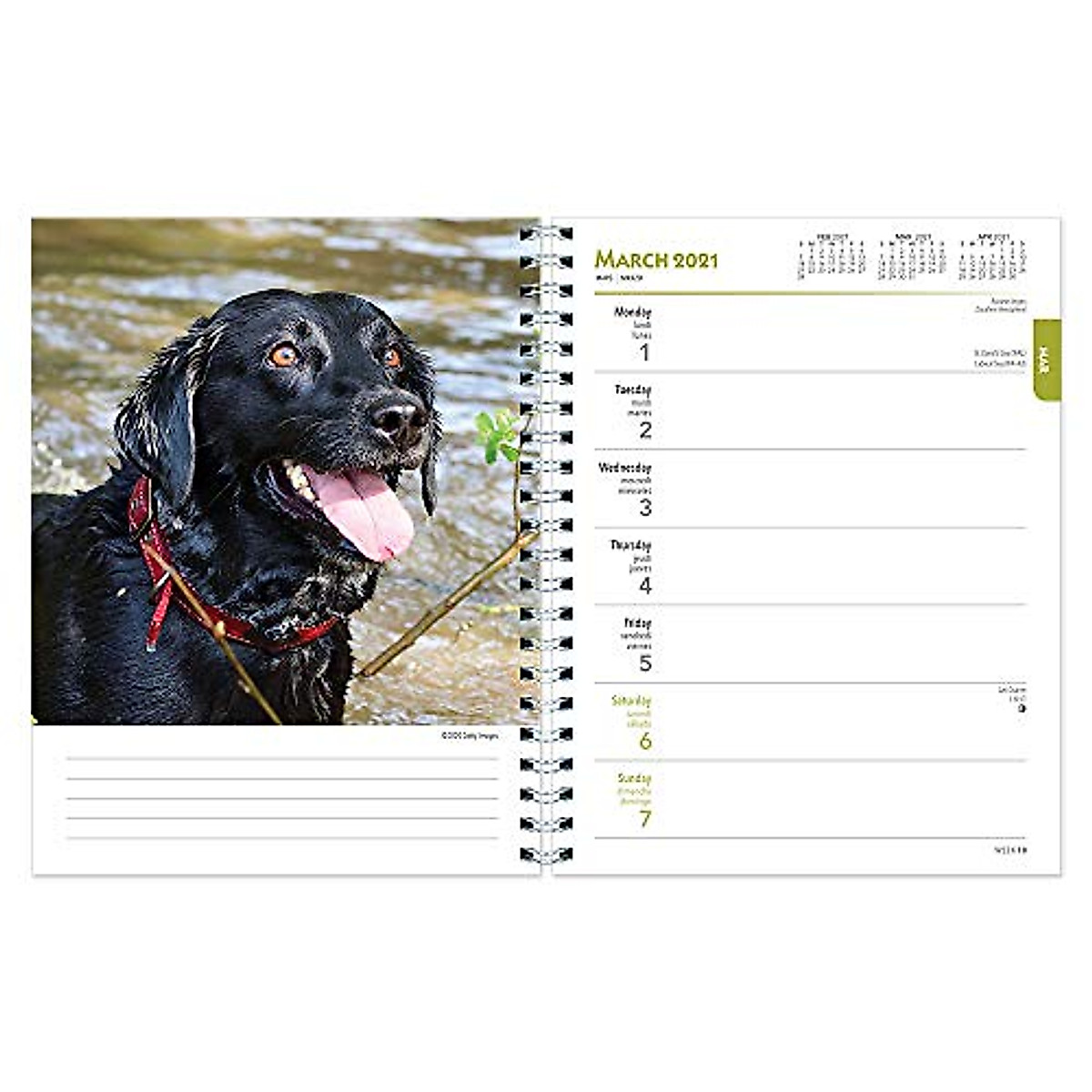 Labrador Retrievers 2021 Calendar