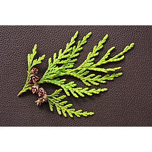 Bonsai Tree Seeds - Western Red Cedar, Thuja plicata - 30 Seeds