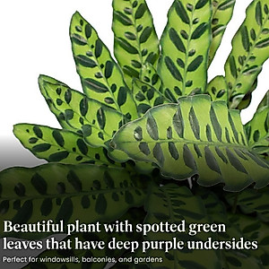 American Plant Exchange Calathea Rattlesnake with Stylish Pot Cover, Live Indoor Houseplant, 6-Inch Pot, Long Leaf Prayer Plant, Pet Safe, Tropical Houseplant for Home & Garden Décor