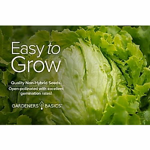 Iceberg Lettuce Seeds for Planting - (Head) Heirloom, Non-GMO Vegetable Variety- 2 Grams Seeds Great for Spring, Summer, Fall, Winter Garden and Hydroponics by Gardeners Basics
