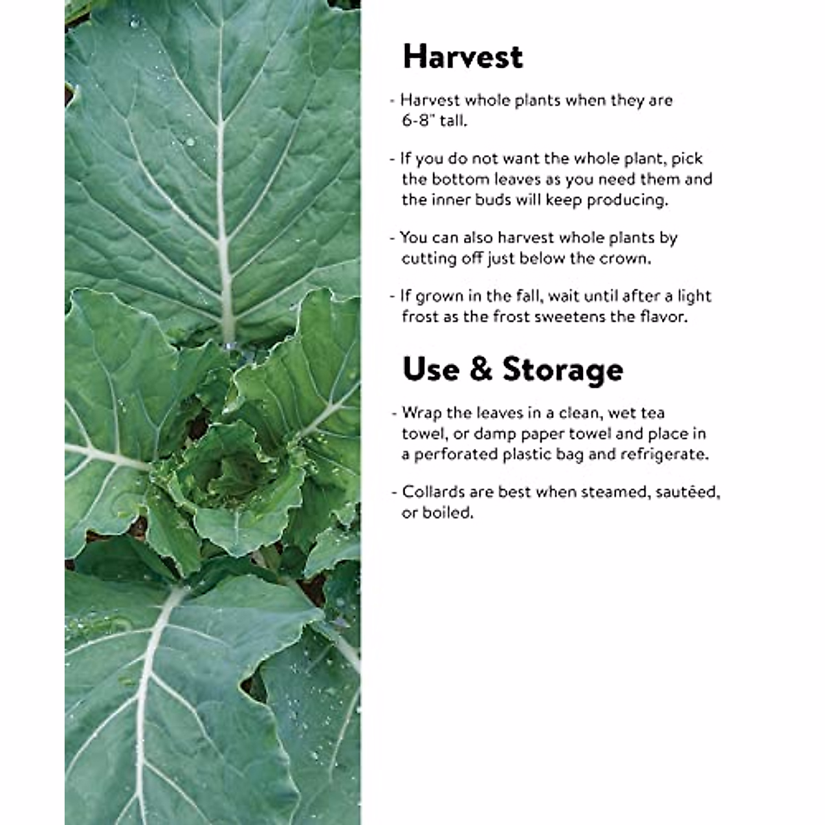 Burpee Georgia Collards Seeds 2000 seeds