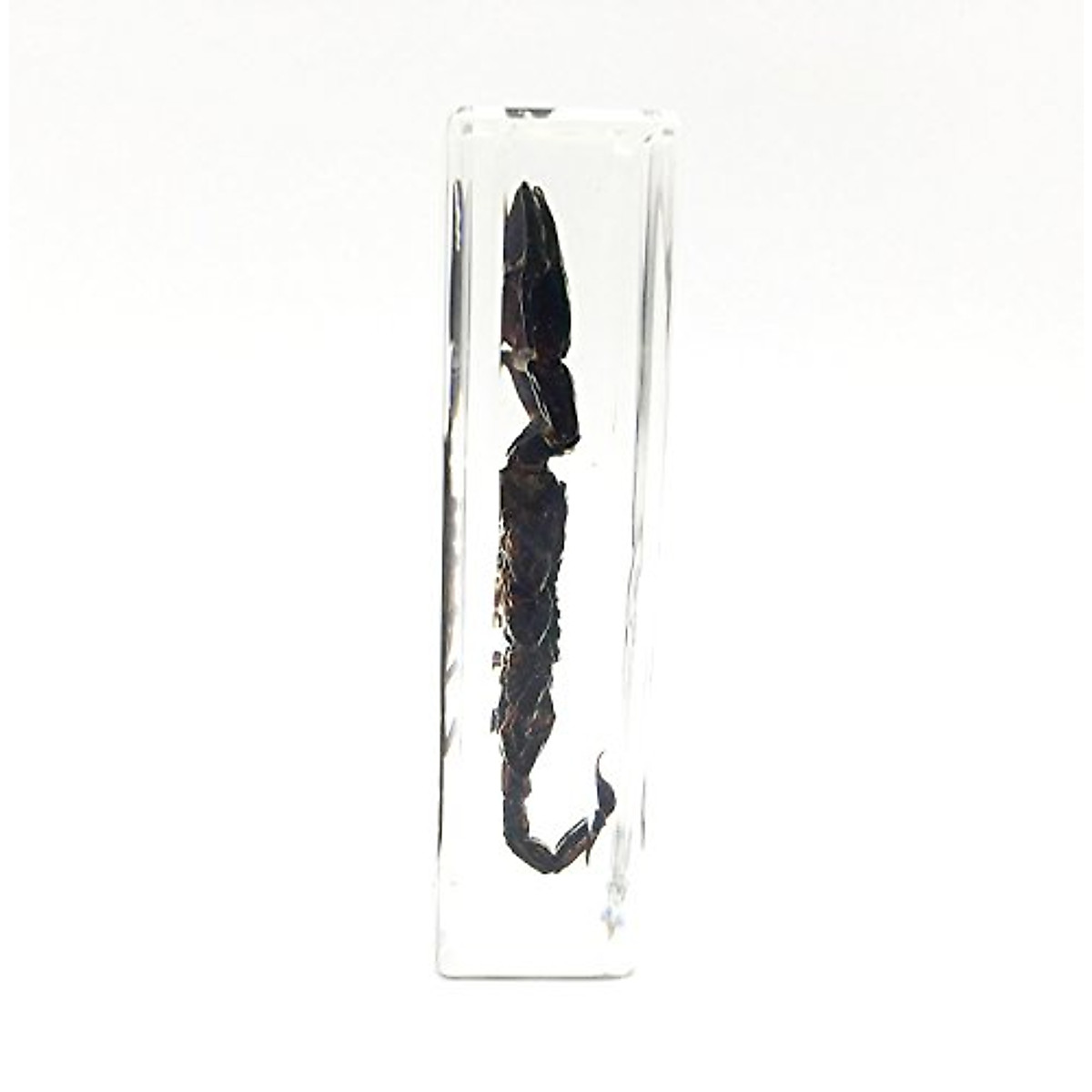 FUNSXBUG Real Black Scorpion Paperweights Specimen for Science Education Paperweight for Book for Office for Desk(4.4x1.6x1.1)