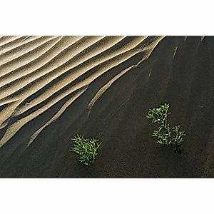Posterazzi PDDCN11BJY0046LARGE Canada, Saskatchewan, Hills. Sand Dune Ripples and Plants Photo Print, 24 x 36, Multi