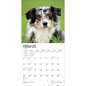 The Beauty of Australian Shepherds | 2024 12 x 24 Inch Monthly Square Wall Calendar | Sticker Sheet | StarGifts | Animals Dog Breeds