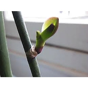 Keiki Power Pro Orchid Plant Cloning Paste