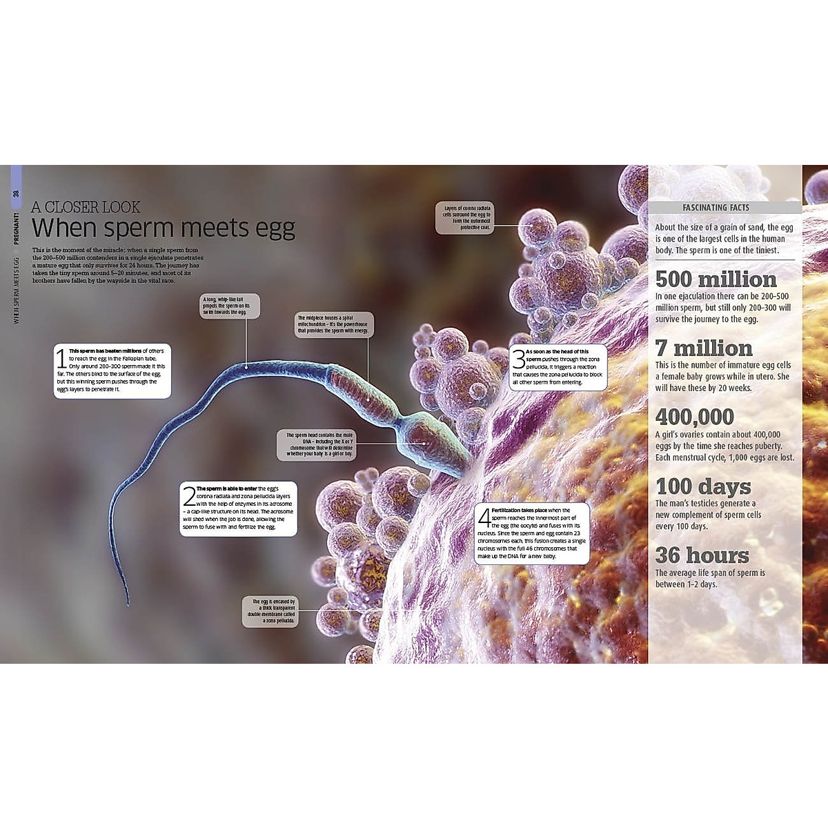 The Pregnancy Encyclopedia: All Your Questions Answered