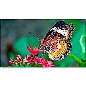 NEC UN492S 49In 1920x1080 UN492A LED LCD S-IPS 28% Haze Even Ultra NARR BZL