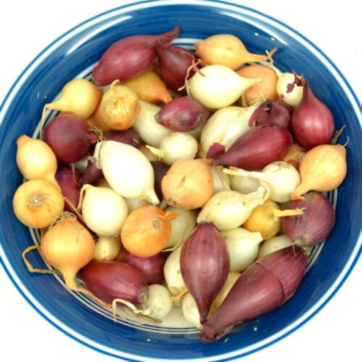 30 Mixed Onion Sets Yellow Onion Red White Onion Bulbs