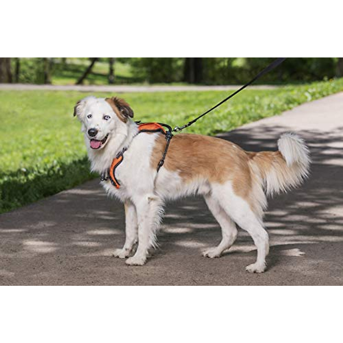 PetSafe Walk-Along Outdoor Dog Harness, No-Pull Solution, Water-Resistant, Zippered Pouch for Storage, Built-in Car Restraint, Medium