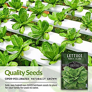 Survival Garden Seeds - Parris Island Cos Lettuce Seed for Planting - Packet with Instructions to Plant and Grow Romaine Style Head Lettuce in Your Home Vegetable Garden - Non-GMO Heirloom Variety