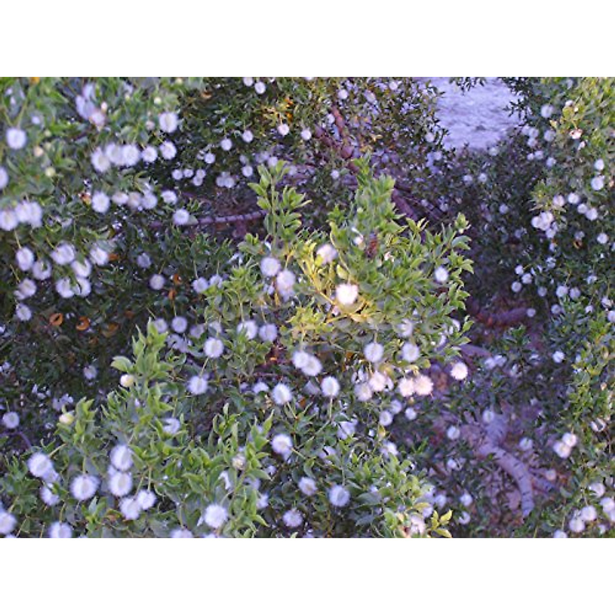 Organic Creosote, Larrea tridentata, Gobernadora, Greasewood, Bonsai, 25 Seeds