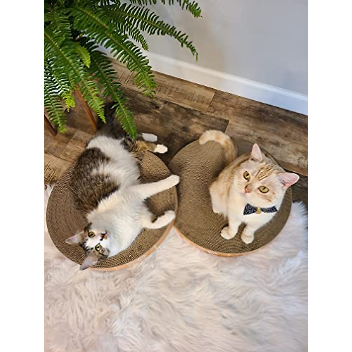 Cozy Cat Scratcher Bowl Replacement Pad (2 Pack), 100% Recycled Paper, Chemical-Free Materials (Regular, Oak)