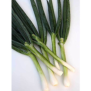 Tokyo Long White Bunching Onion Seeds for Planting, 300+ Heirloom Seeds Per Packet, (Isla's Garden Seeds), Non GMO Seeds, Botanical Name: Allium fistulosum, Garden Gift!