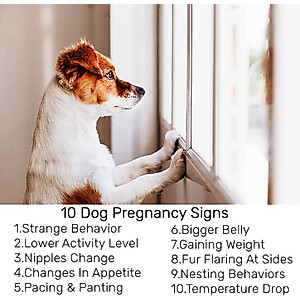 Dog Pregnancy Test Kit at Home, Fast and Accurate Detection, Pregnancy Tests Strip for Dog Disposable Pet Clinic Equipment