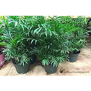Palm Fertilizer by E Z-GRO | Our 17-5-24 is Specially Formulated for Your Indoor Palm Tree and Your Outdoor Palm Trees | Our Palm Tree Fertilizer is Enhanced with Extra Micronutrients