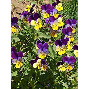 500 Viola Flower Seeds Johnny Jump UP Helen Mount Tricolor Flower