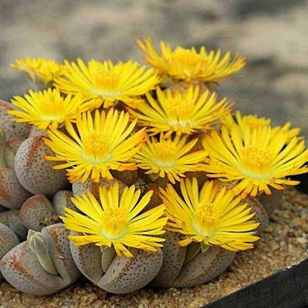 100 Lithops Bonsai Seeds Living Stones Seeds Flower Succulent Cactus 100 Mixed Seeds for Planting