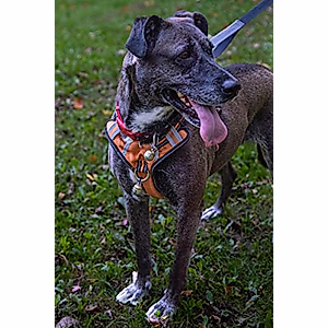 Noble Bells - Handmade in USA, Extra Loud Multifaceted Clacker, Collar Bell for Cats and Dogs, Premium Brass and Nickel Silver, Small