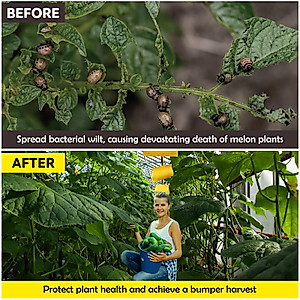 Qualirey 4 Sets Cucumber Beetle Trap and Lure, Double Sided Yellow Sticky Traps with Attractant, Fly Trap for White Flies, Fungus Gnats, Orchard, Plant, Odorless Glue Fly Trap(7.9 x 5.9 in)