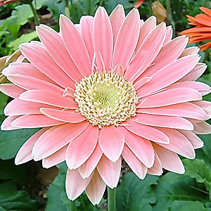 Gerbera Daisy Seeds Transvaal Daisy, Transvaal Daisy Perennial Cut Flowers Low Maintenance Patio Container Bed Border Outdoor 100Pcs Mixed Colors Flower Seeds by YEGAOL Garden