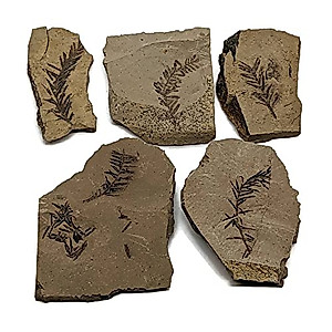 The Geode Mine Genuine Fossilized Leaf from The Metasequoia Tree (Dawn Redwood)