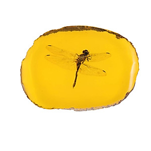 Amber,Artificial Amber Specimen Pendant Butterfly Scorpions Insects Amber Stone Ornament for Collection(Dragonfly)