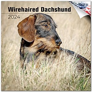 2023 2024 Wirehaired Dachshund Calendar - Dog Breed Monthly Wall Calendar - 12 x 24 Open - Thick No-Bleed Paper - Giftable - Academic Teacher's Planner Calendar Organizing & Planning - Made in USA
