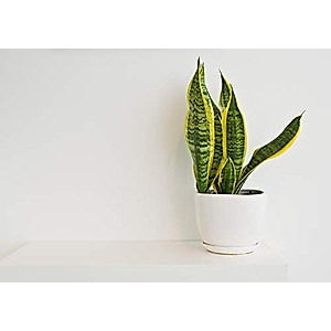 Live Snake Plant, Sansevieria trifasciata Superba, Fully Rooted Indoor House Plant in Pot, Mother in Law Tongue Sansevieria Plant, Potted Succulent Plant, Houseplant in Potting Soil by Plants for Pets