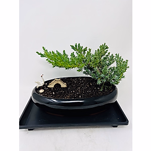 Juniper Bonsai Tree with Modern Black Oval Ceramic Planter