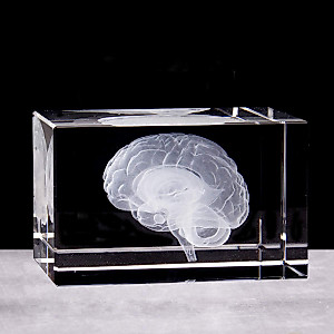 3D Human Brain Anatomical Model Paperweight(Laser Etched) in Crystal Glass Cube Science Gift (No Included LED Base)(3.1x2x2 inch)