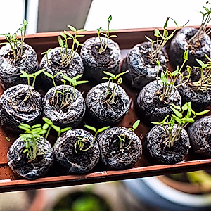 200 Pcs Peat Pellets Plant Starter,30MM Plant Starting Plugs,Fiber Soil Direct Plant Seeding Starters peat pellets for seedlings