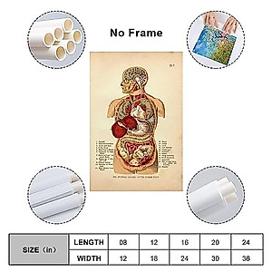 Internal Organs Of The Human Body From The Household Physician Canvas Wall Art Print Poster For Home School Office Decor Unframe 12x18inch(30x45cm)