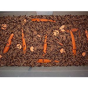 BASSETT'S CRICKET RANCH 1000 Live Super Worms