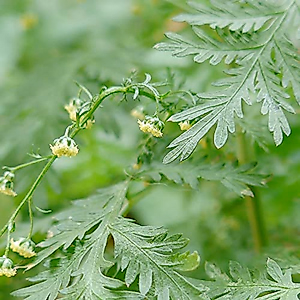 Artemisia Annua Seeds Sweet Annie, Chinese Wormwood Hardy Annual Deer Resistant Fragrant Patio Garden Outdoor Plant 200Pcs Herb Seeds by YEGAOL Garden