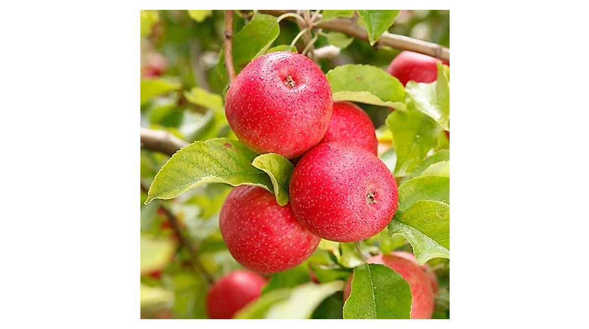 Buy Pink Lady Apple Tree - 1 Gallon Pot