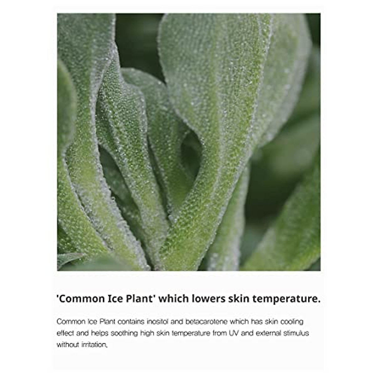 B_LAB Matcha Hydrating Real Sun Screen 50ml