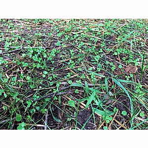 Flawn Seed Kits Micro Clover Seed, Organic Coated, Eco-Friendly, Low Growing, Low Maintenance, Lawn Alternative, Compostable Pouch, Over-Seed up to 500 sqft