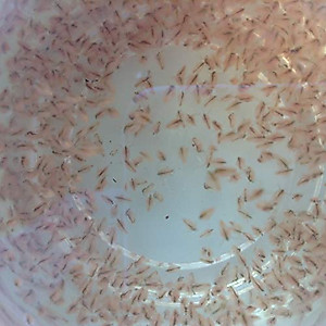 200 Live Daphnia by Aqua L'amour