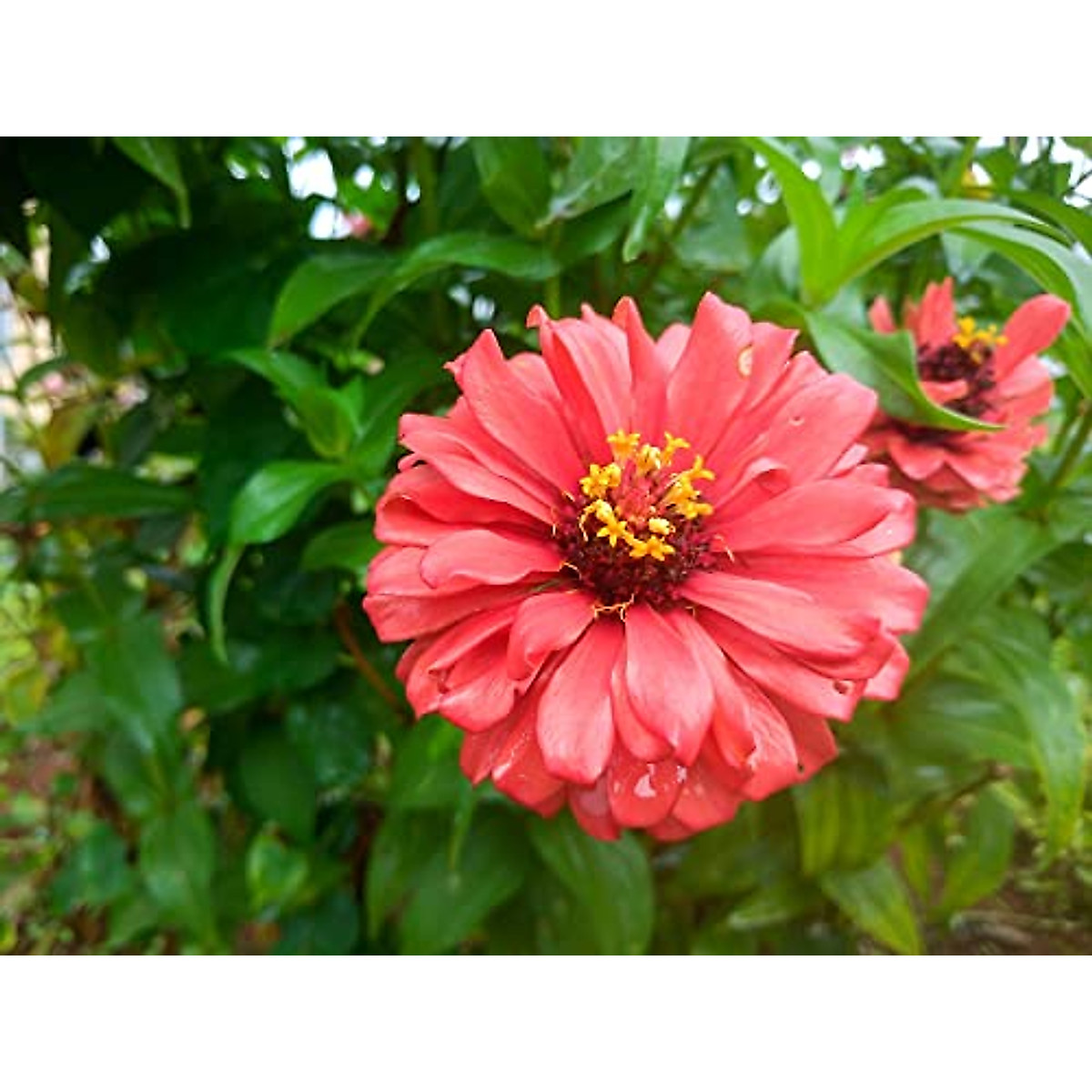 "State Fair Mix" Zinnia Flower Seeds for Planting, 100+ Seeds Per Packet, (Isla's Garden Seeds), Non GMO & Heirloom Seeds, Scientific Name: Zinnia elegans, Great Home Garden Gift