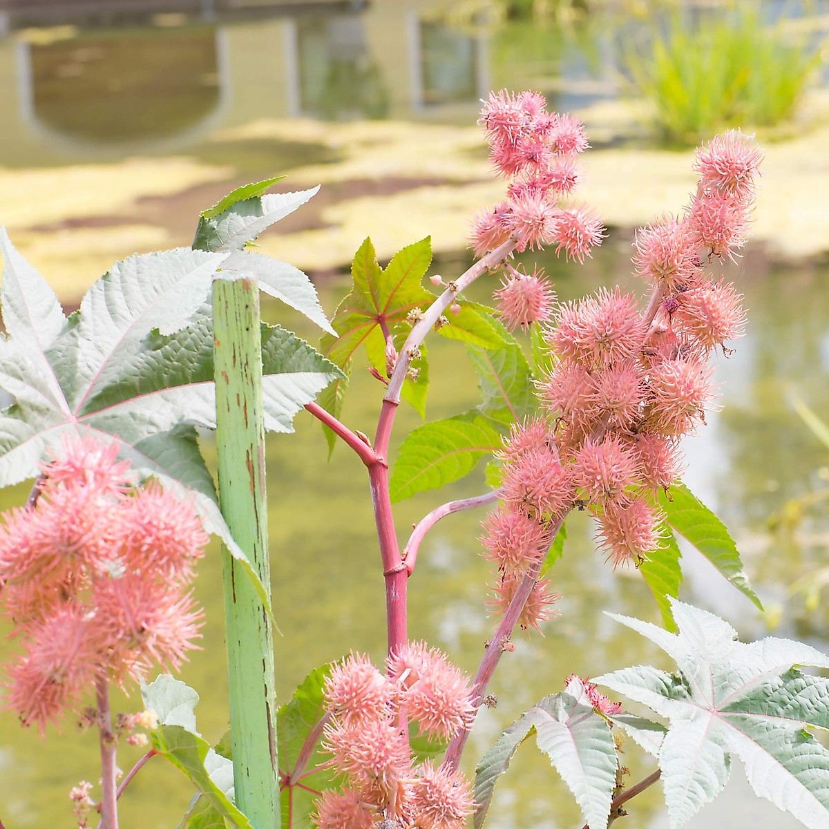 Outsidepride 15 Seeds Annual Ricinus Communis Castor Bean Bright Pink Flower Seeds for Planting