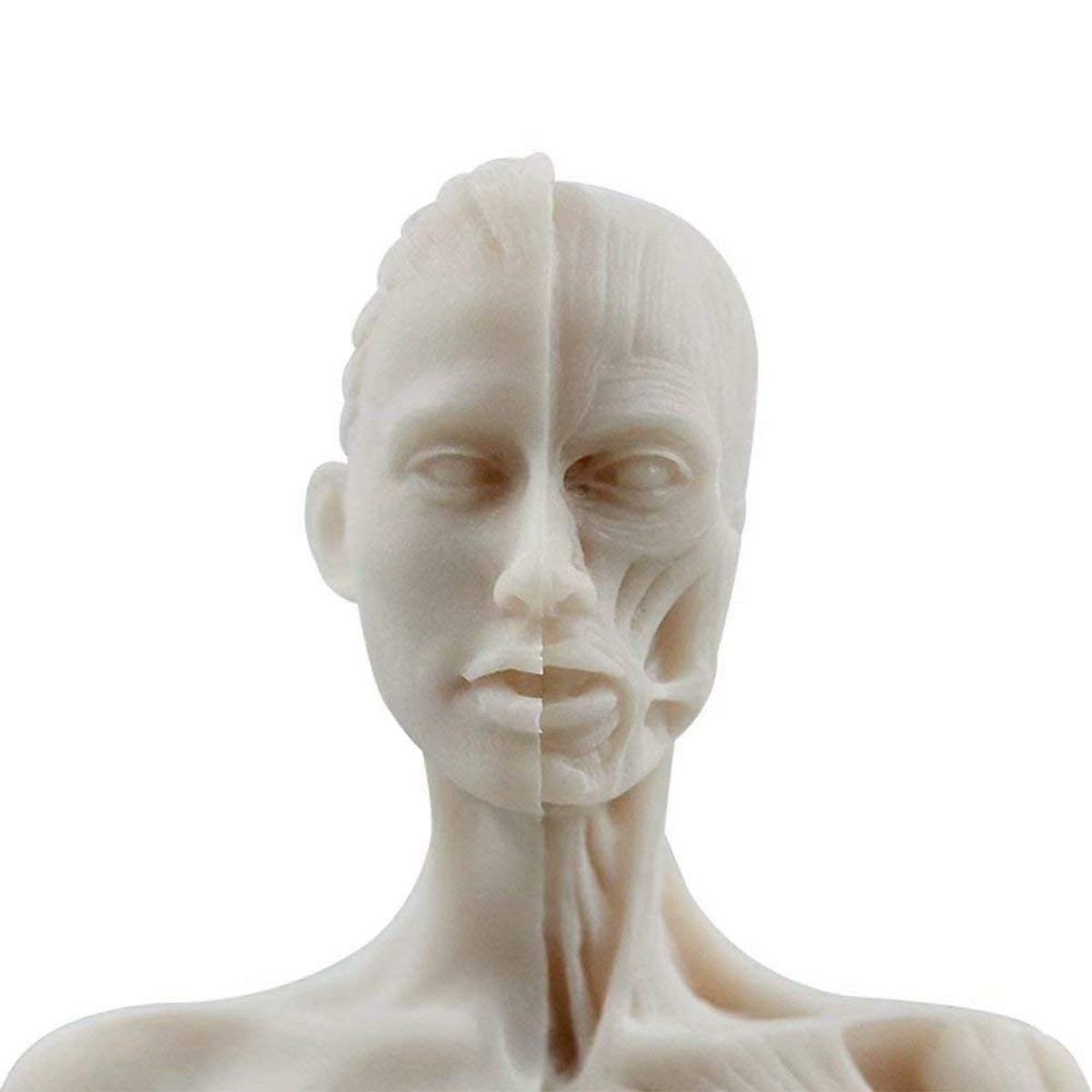 Global-Dental 1 Pcs 11 Inch Female Human Anatomical Model Art Anatomical Figure White Color