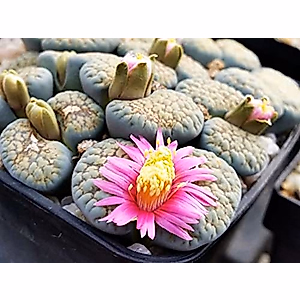 Mixed Colored Succulents Seeds Garden and Home Bonsai Flower Plant 200 Pcs Seeds
