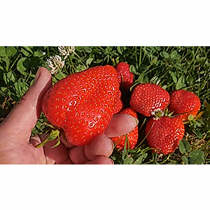 Giant Strawberry Seeds for Planting, 50 Heirloom Seeds Per Packet, (Isla's Garden Seeds), Non GMO Seeds, Botanical Name: Fragaria vesca, Great Home Fruit Garden Gift