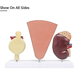 DEIOVR Human Model for Anatomy, Human Kidney Anatomical Model, Nephron Glomerulus Anatomy Medical Study Kits Human Life Size Model for Medical Teaching