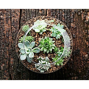 Succulents Plants Live (6PK) Potted Succulent Plants Live House Plants, Cactus Plants Live Plants Indoor Plants Live Houseplants, Indoor Plant Succulents Live Plant House Plant by Plants for Pets