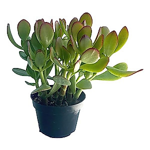 The Waterspout Southern California Large Rooted Jade Plant 10" inch Tall Succulent Cacti Live Plants Pot (Crassula Ovata 'Lucky Money Plant')
